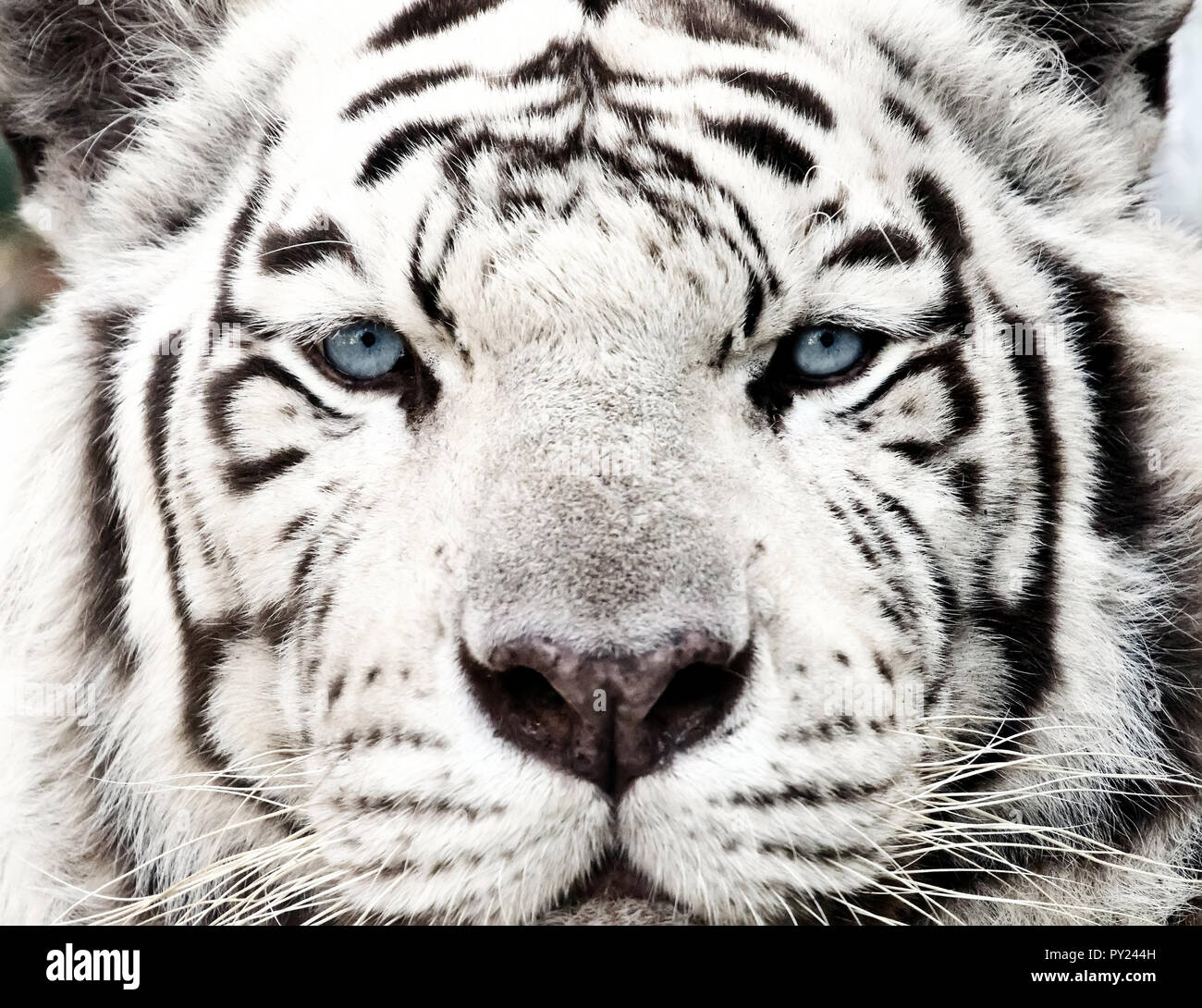 Faccia Di Tigre Bianca Immagini e Fotos Stock - Alamy
