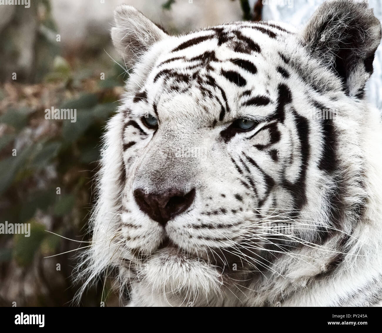 Profile white tiger panthera tigris immagini e fotografie stock ad alta ...