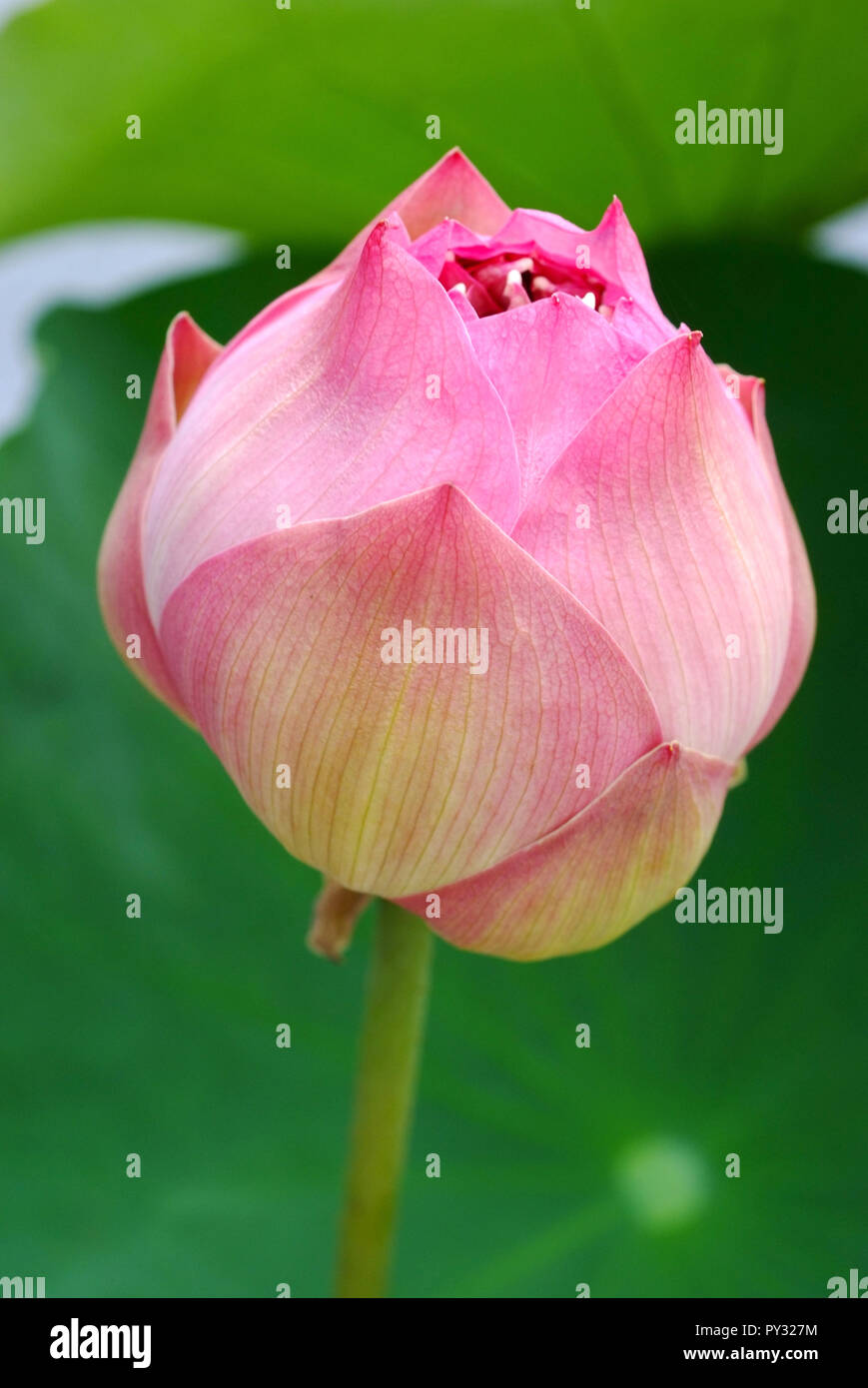 Fiore di loto, fiore raro. Antico Fiore. Simbolo di purezza. Simbolo ...