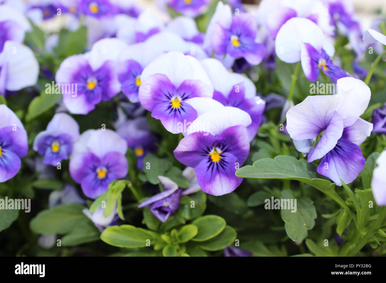 Viole viola e bianche immagini e fotografie stock ad alta risoluzione ...
