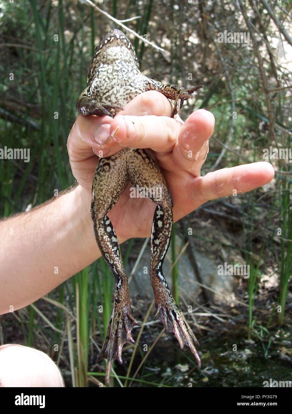 California rana dalle zampe rosse immagini e fotografie stock ad alta ...