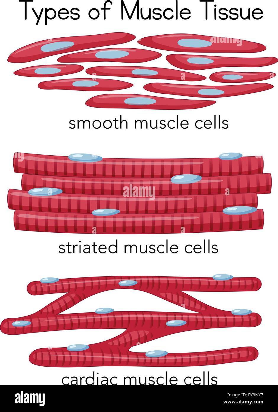 Muscle tissue immagini e fotografie stock ad alta risoluzione - Alamy