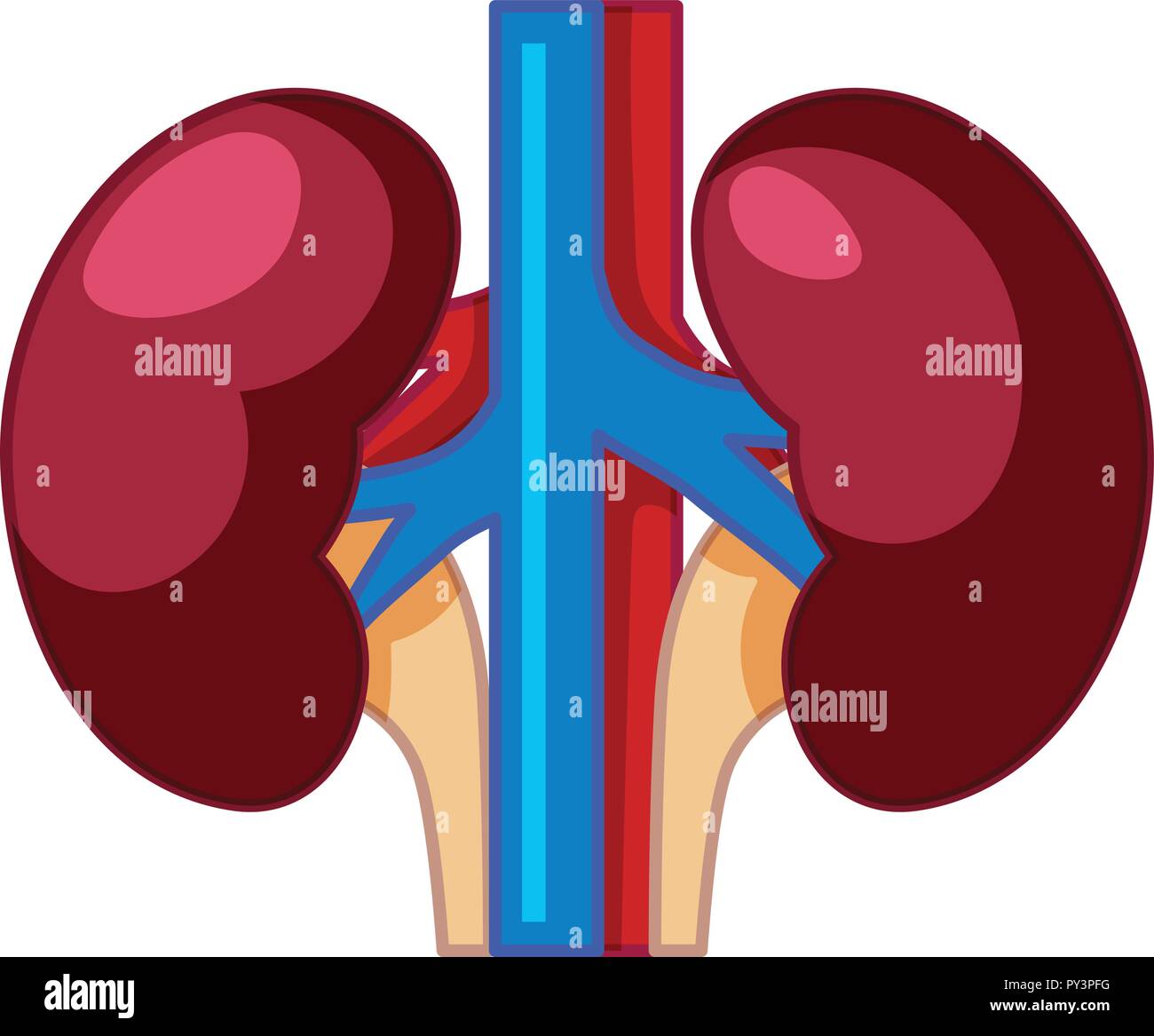 Anatomia del sistema urinario Immagini Vettoriali Stock - Alamy
