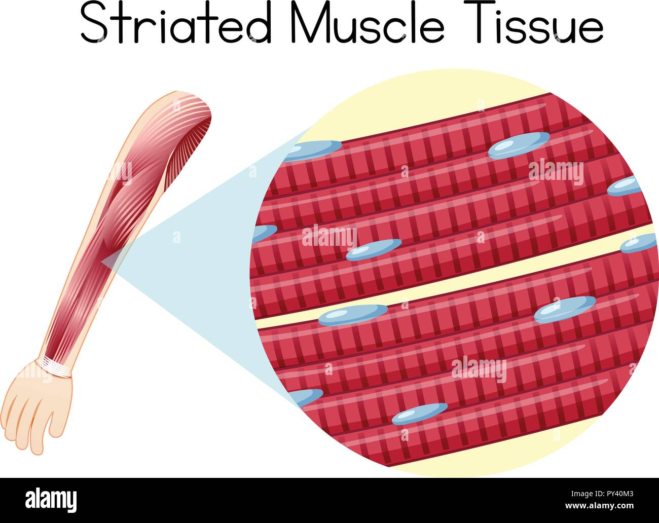 Muscle tissue immagini e fotografie stock ad alta risoluzione - Alamy