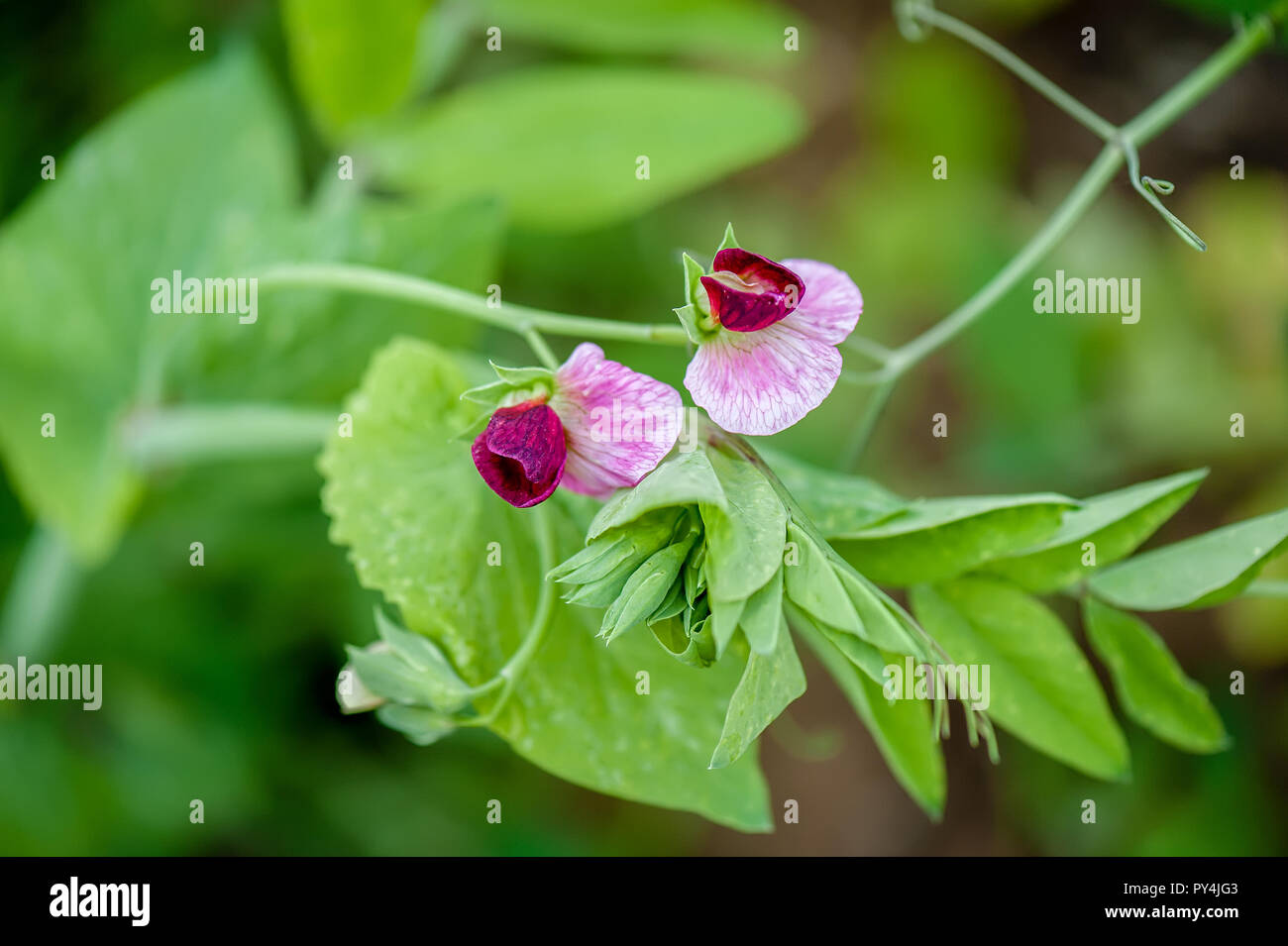 Pianta di piselli immagini e fotografie stock ad alta risoluzione - Alamy