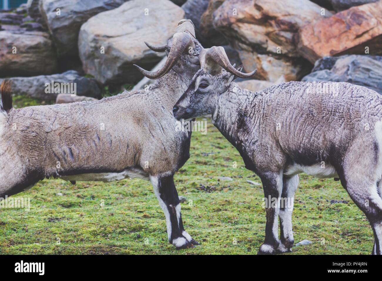 Animali belli immagini e fotografie stock ad alta risoluzione - Alamy