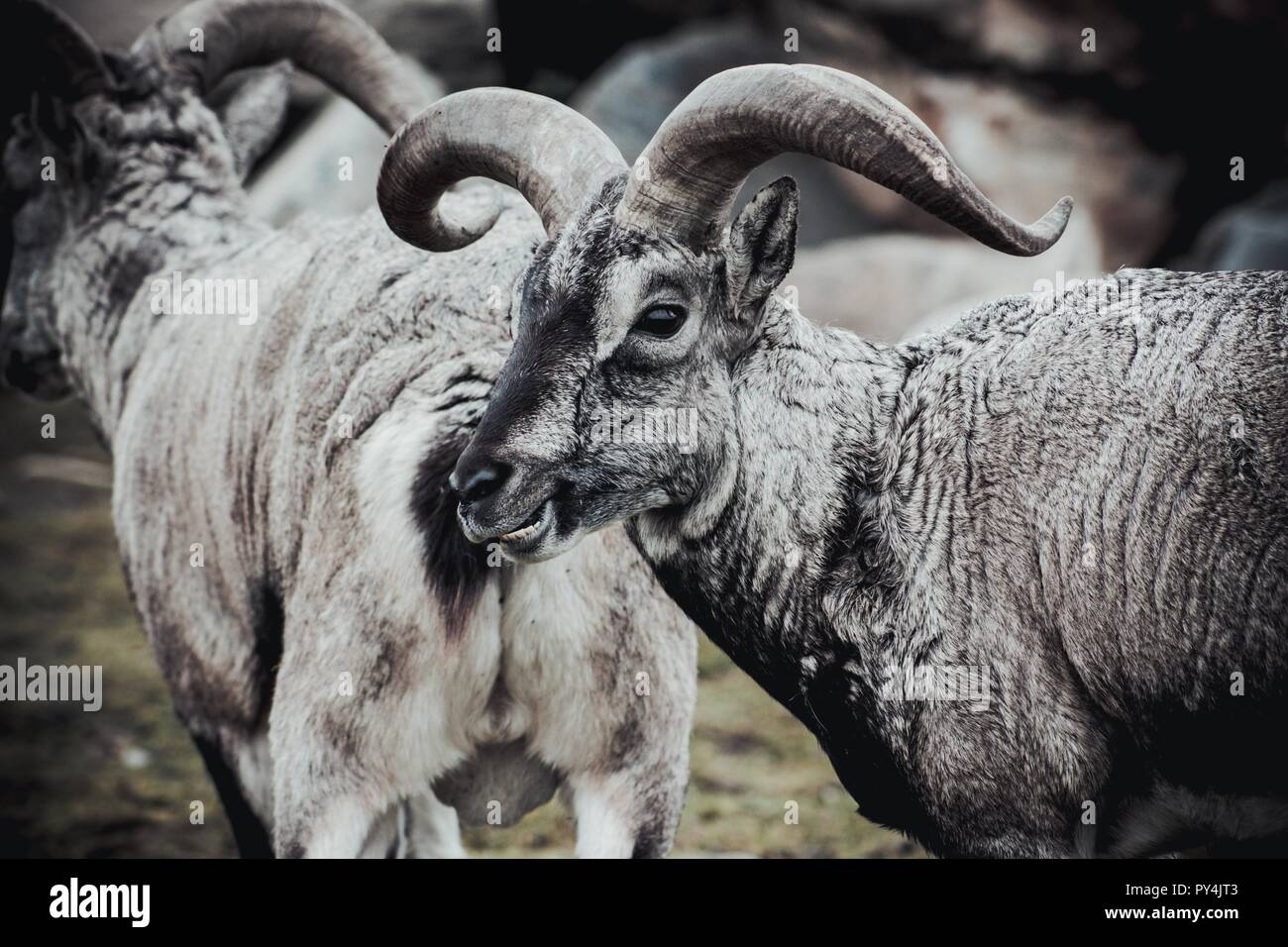 Corna contorte immagini e fotografie stock ad alta risoluzione - Alamy