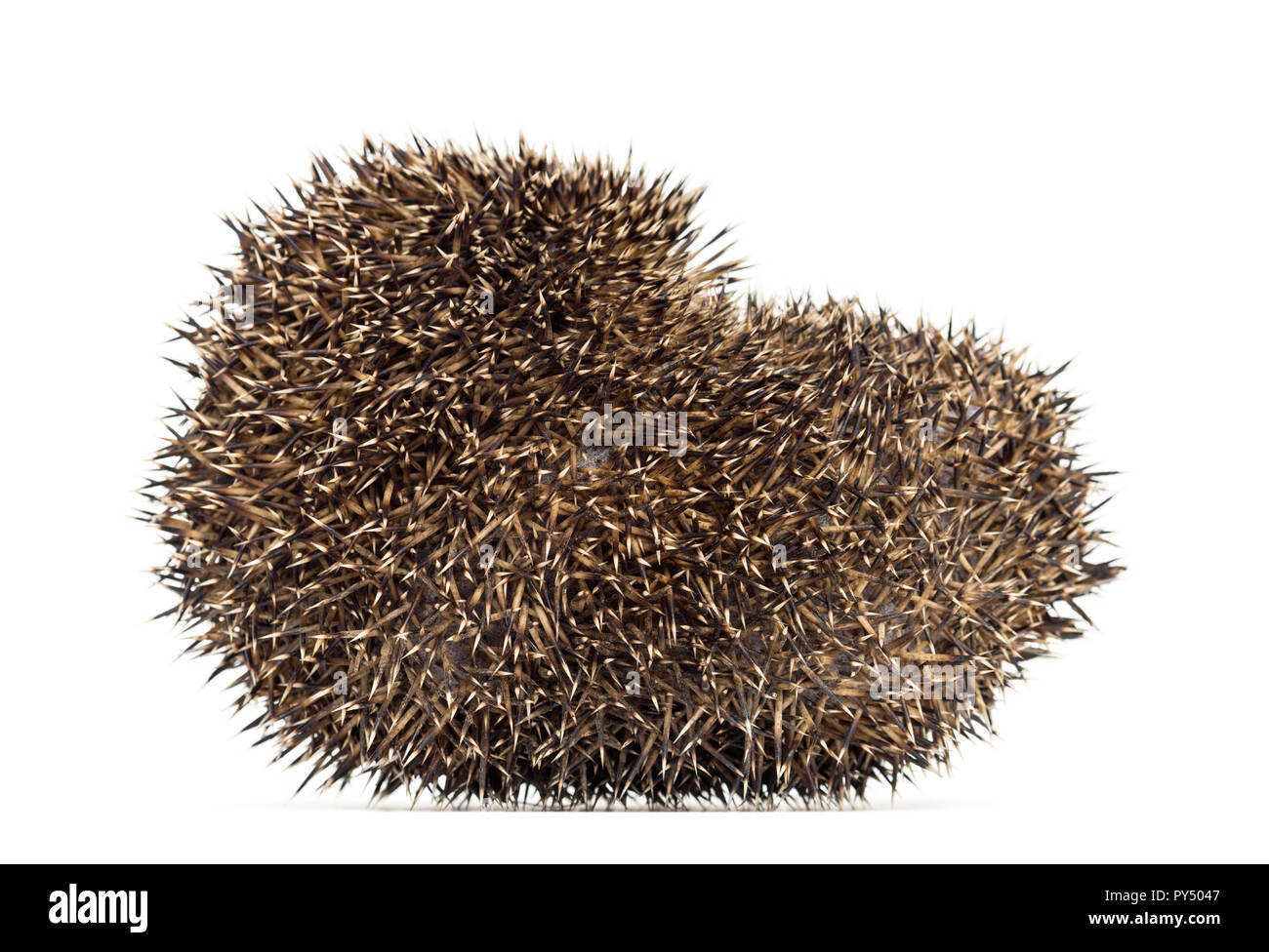 Spine riccio sfondo bianco immagini e fotografie stock ad alta ...