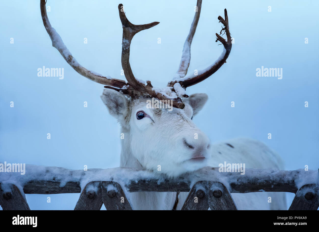 Testa di cervo in legno immagini e fotografie stock ad alta risoluzione ...