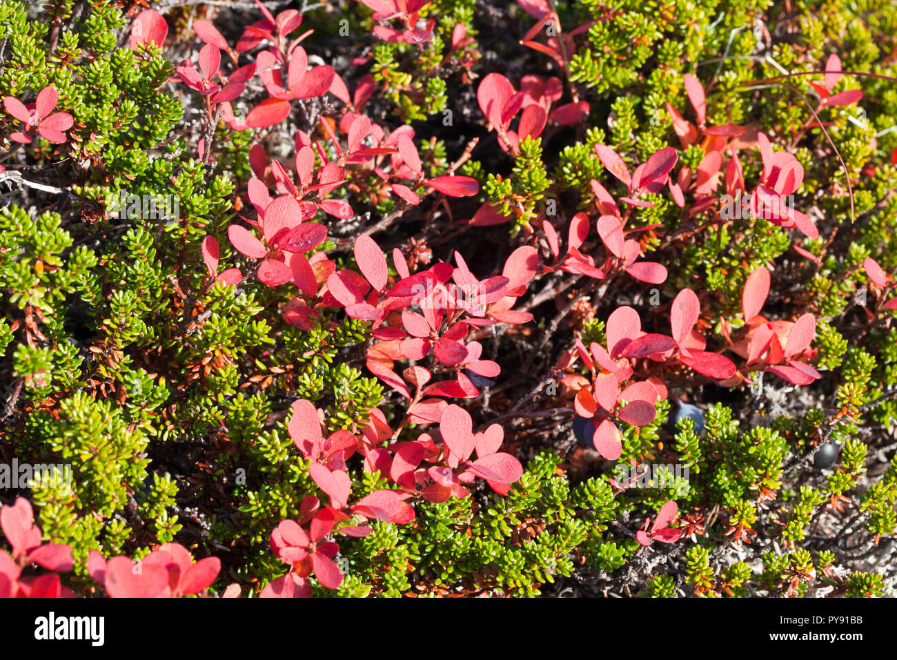 Flora islandese immagini e fotografie stock ad alta risoluzione - Alamy