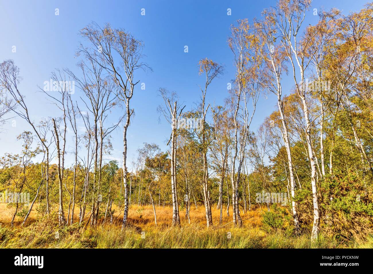 Betulla Betulla Betulla Immagini e Fotos Stock - Alamy