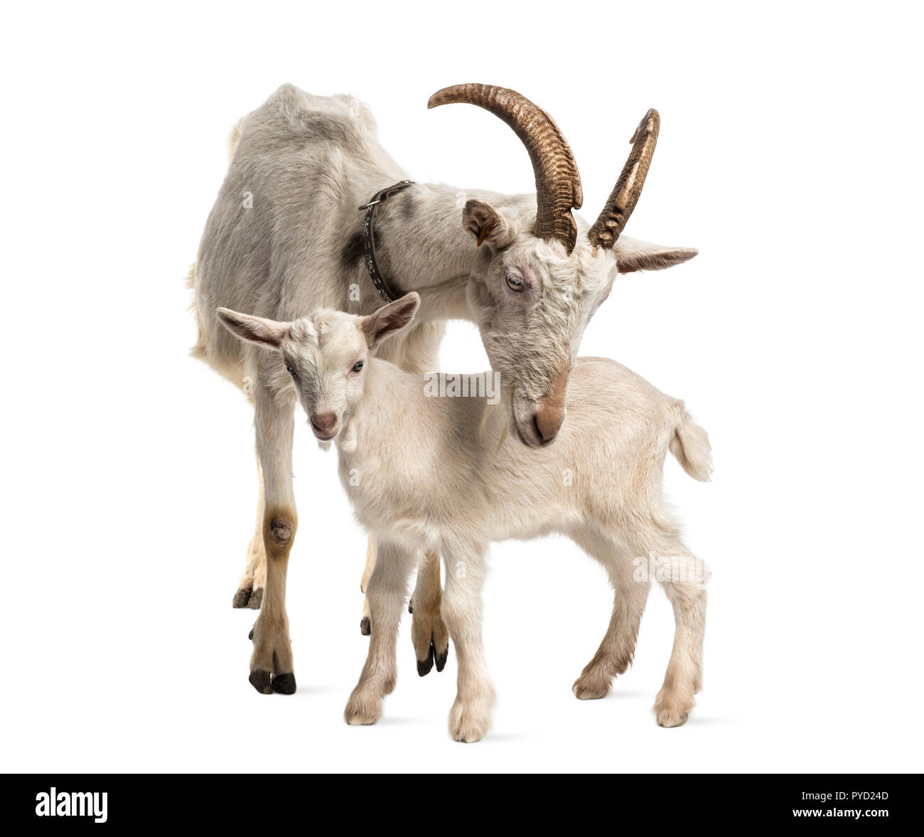 Giovane capra animale capretto animali mammifero di capra Immagini ...