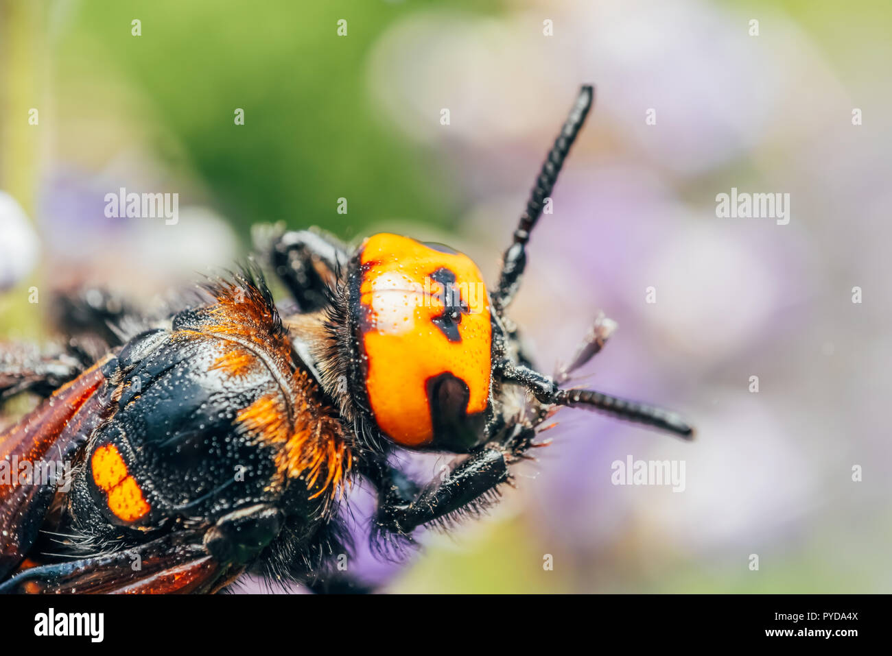 Vespa mandarinia japonica immagini e fotografie stock ad alta ...
