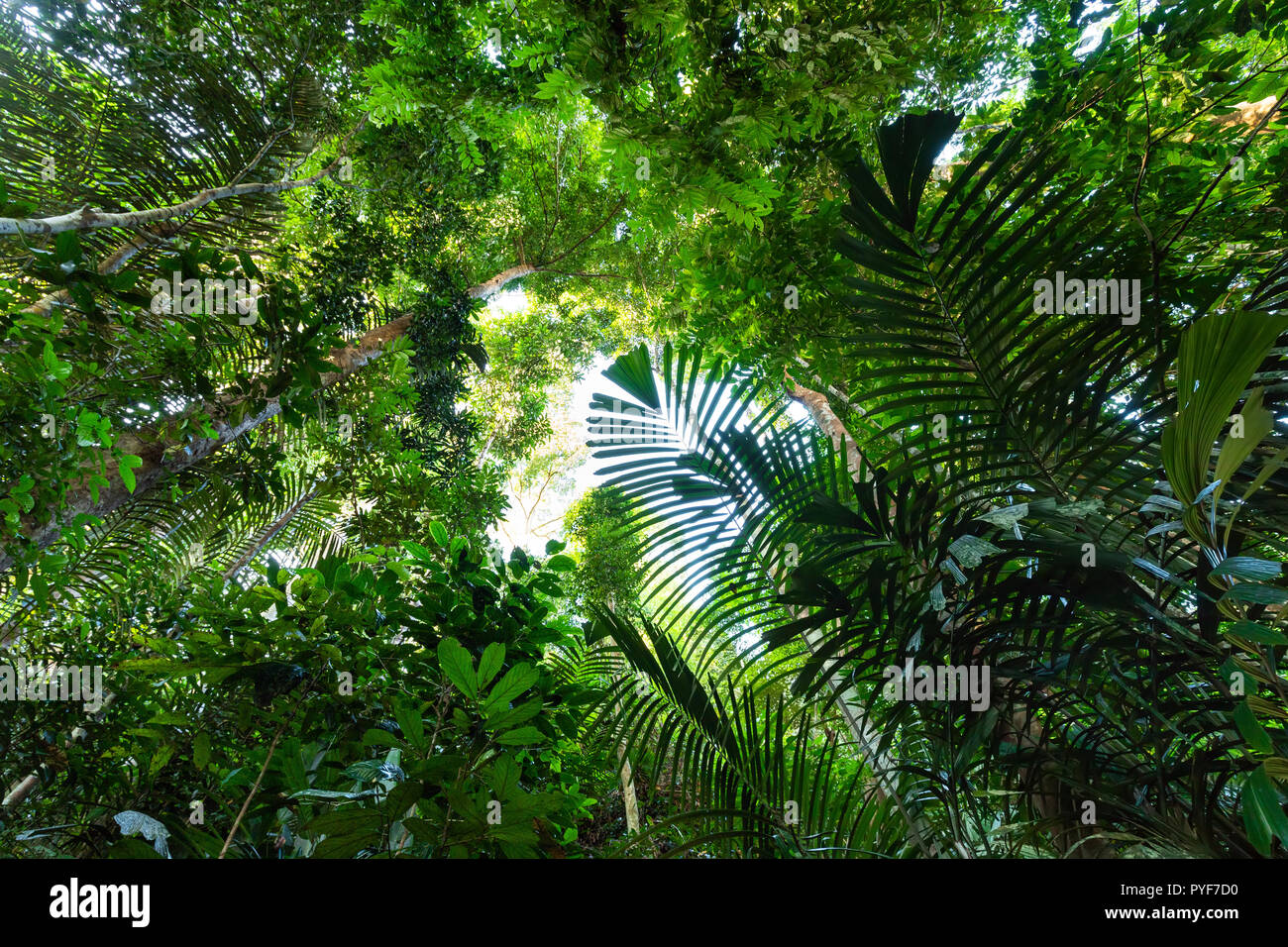 La giungla lussureggiante vegetazione di Taman Negara nella foresta ...