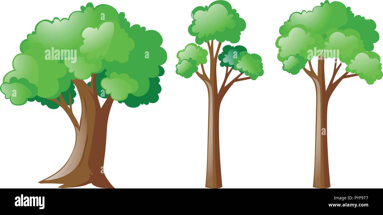 Tipi di albero immagini e fotografie stock ad alta risoluzione - Alamy