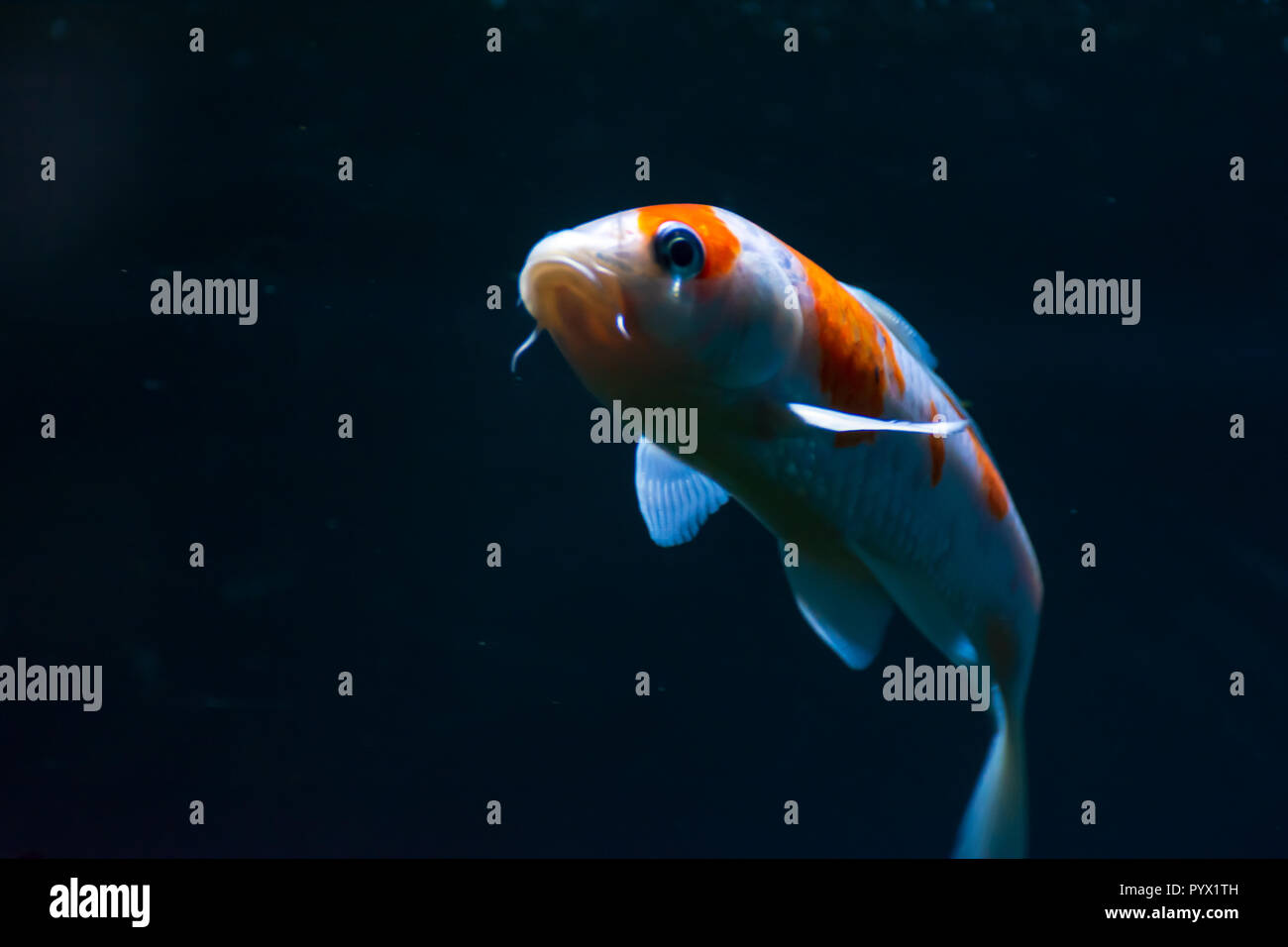 Goldfish shubunkin immagini e fotografie stock ad alta risoluzione - Alamy