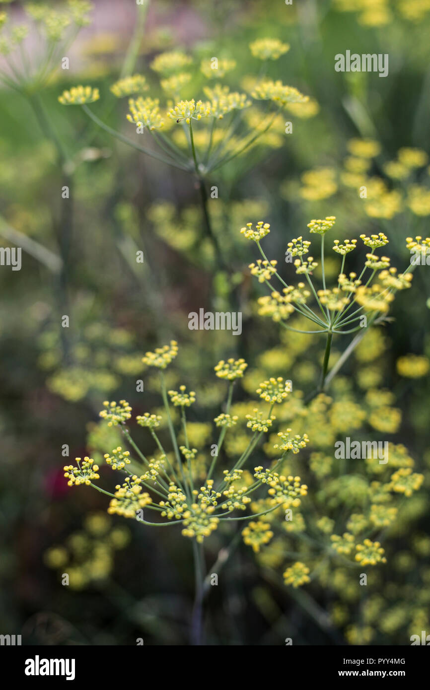 Fiori di finocchio immagini e fotografie stock ad alta risoluzione - Alamy