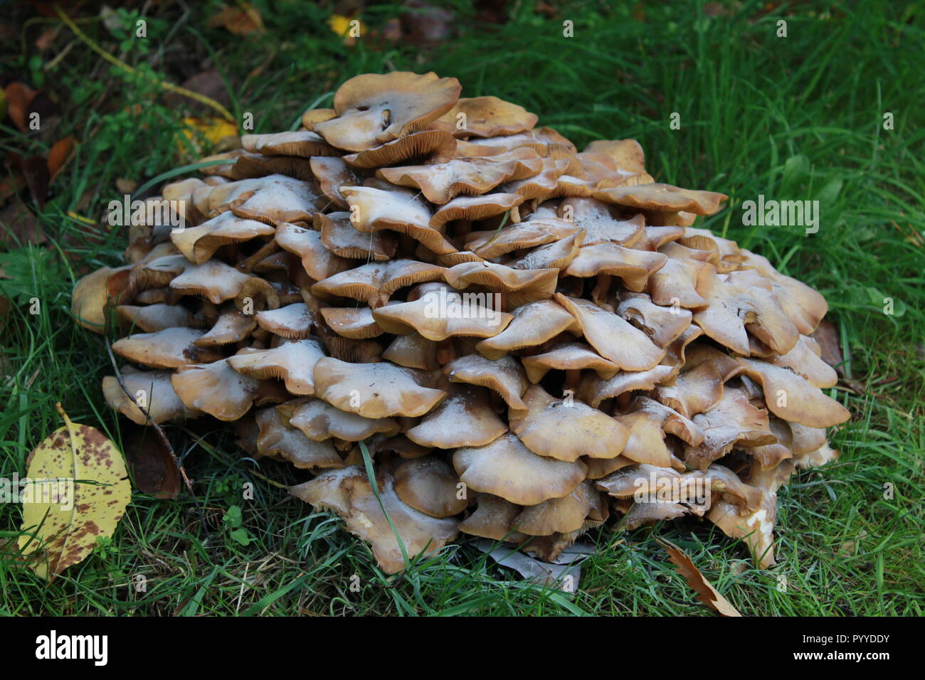 Funghi gialli che crescono con la pianta della casa immagini e ...