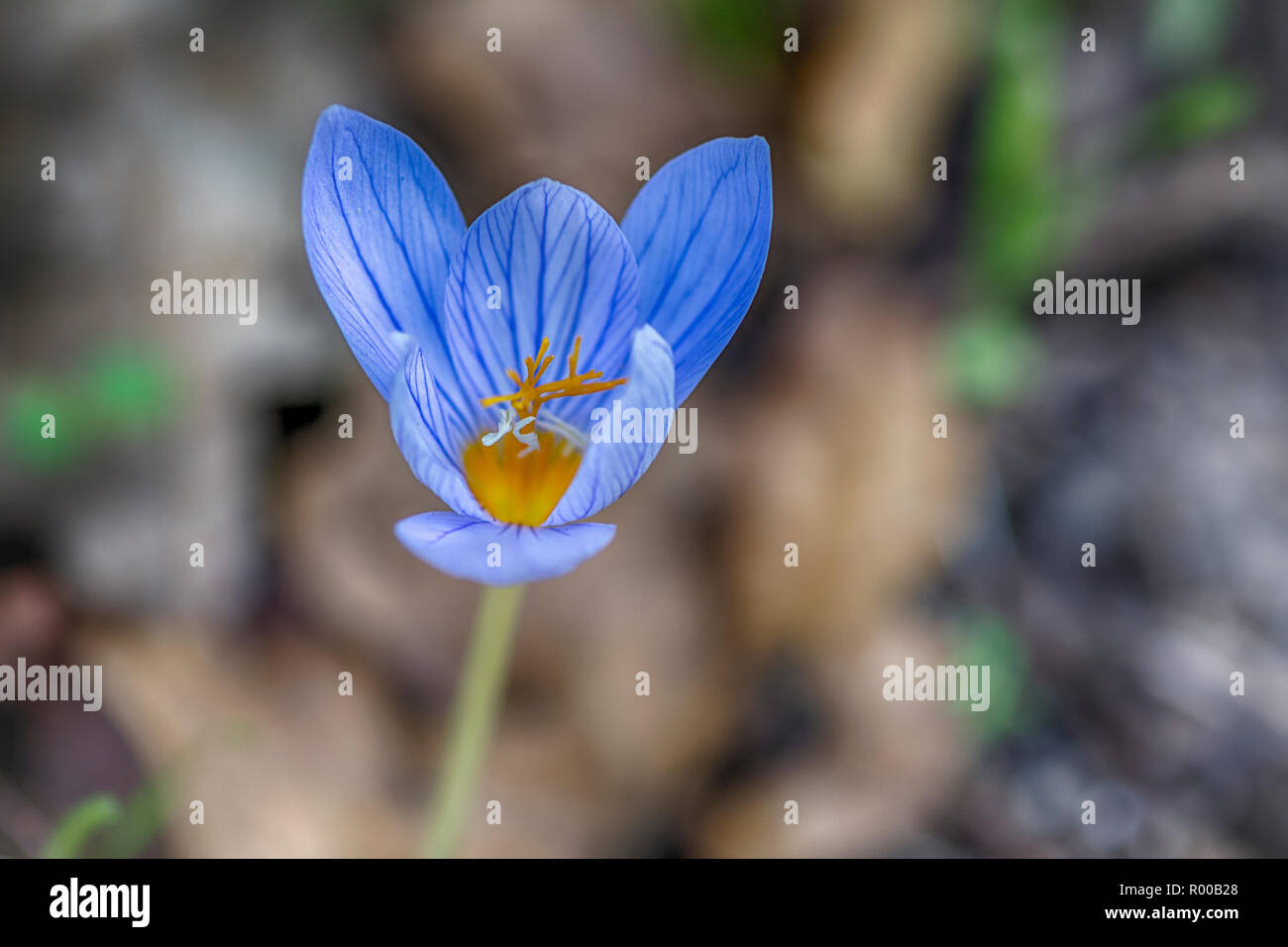 Crocus in fiore immagini e fotografie stock ad alta risoluzione - Alamy