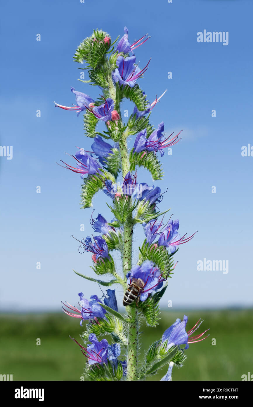 Uso della farmacopea immagini e fotografie stock ad alta risoluzione ...