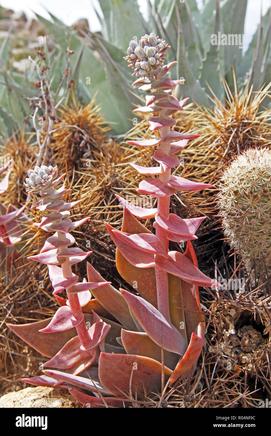 Pianta a stelo spinoso immagini e fotografie stock ad alta risoluzione ...