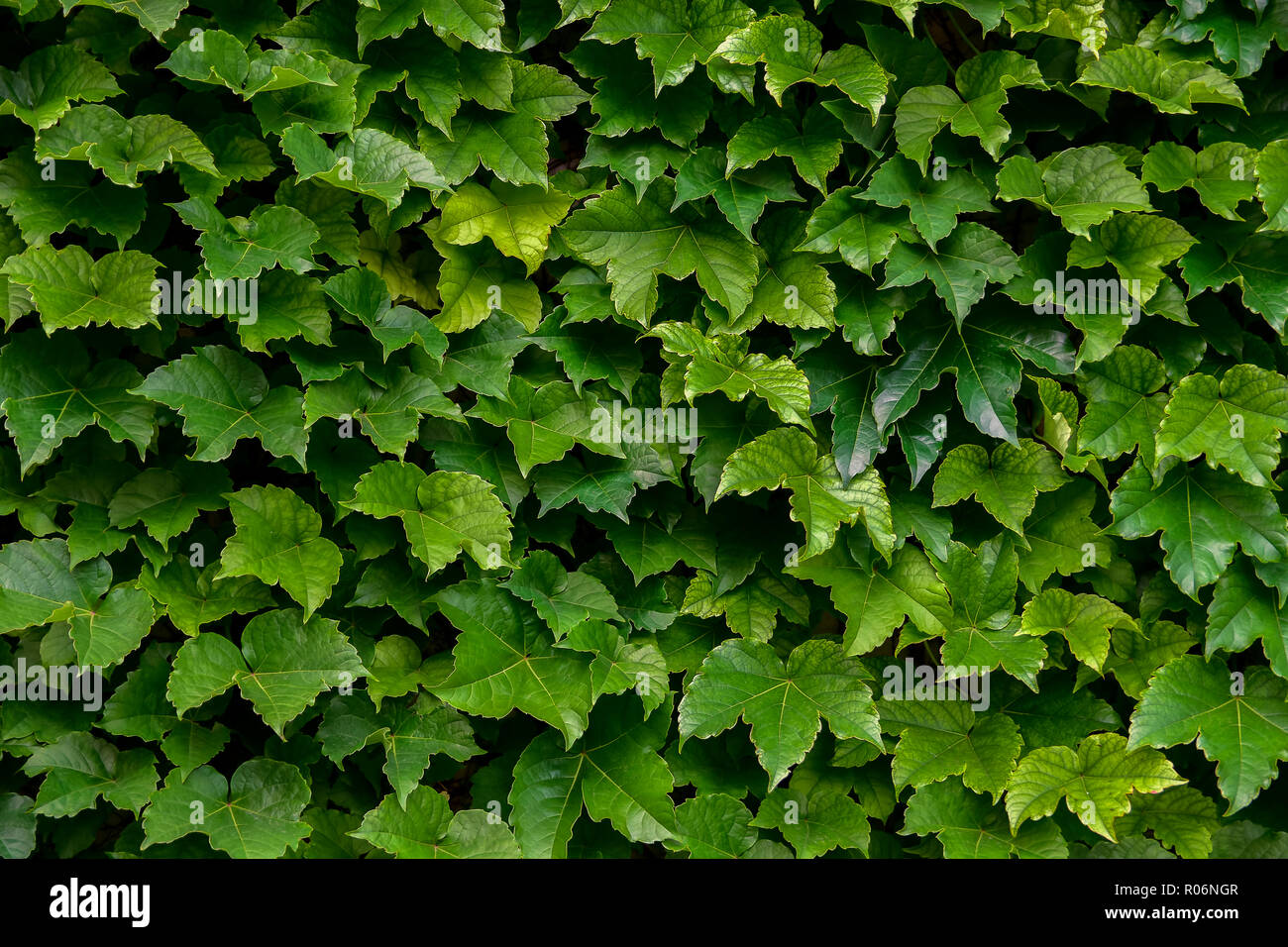 Pianta da giardino rampicante immagini e fotografie stock ad alta ...