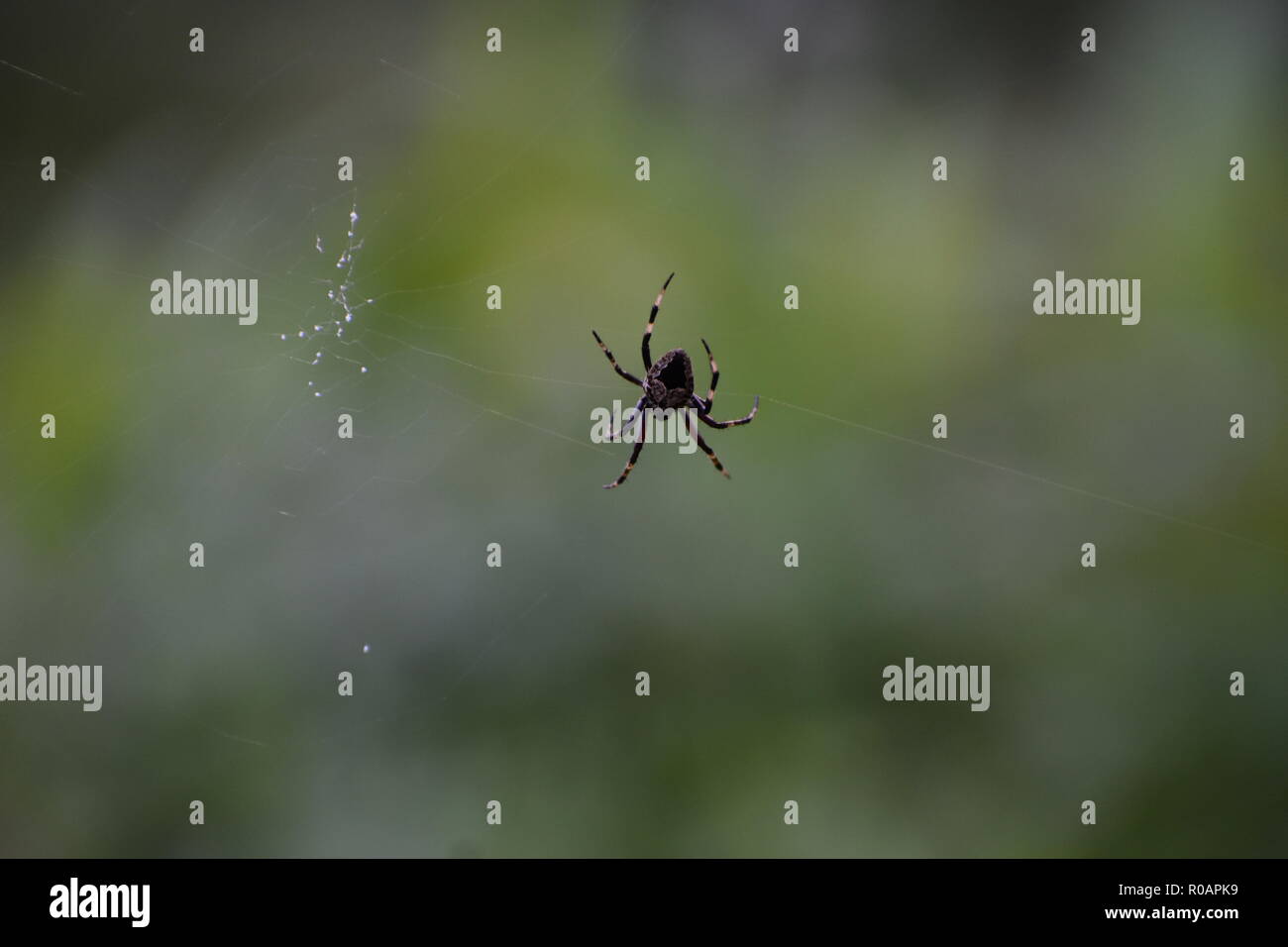 Ragno della ragnatela da giardino immagini e fotografie stock ad alta ...