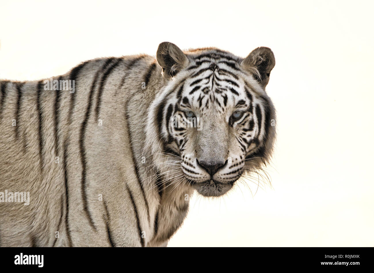 Faccia di tigre bianca immagini e fotografie stock ad alta risoluzione ...