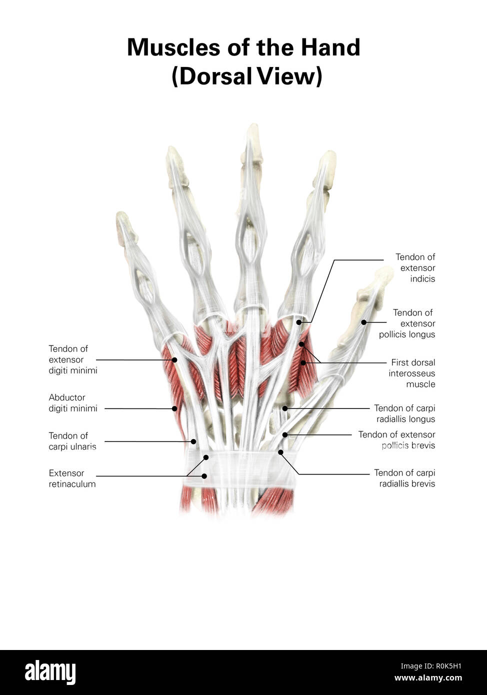 Muscoli del metacarpo immagini e fotografie stock ad alta risoluzione ...