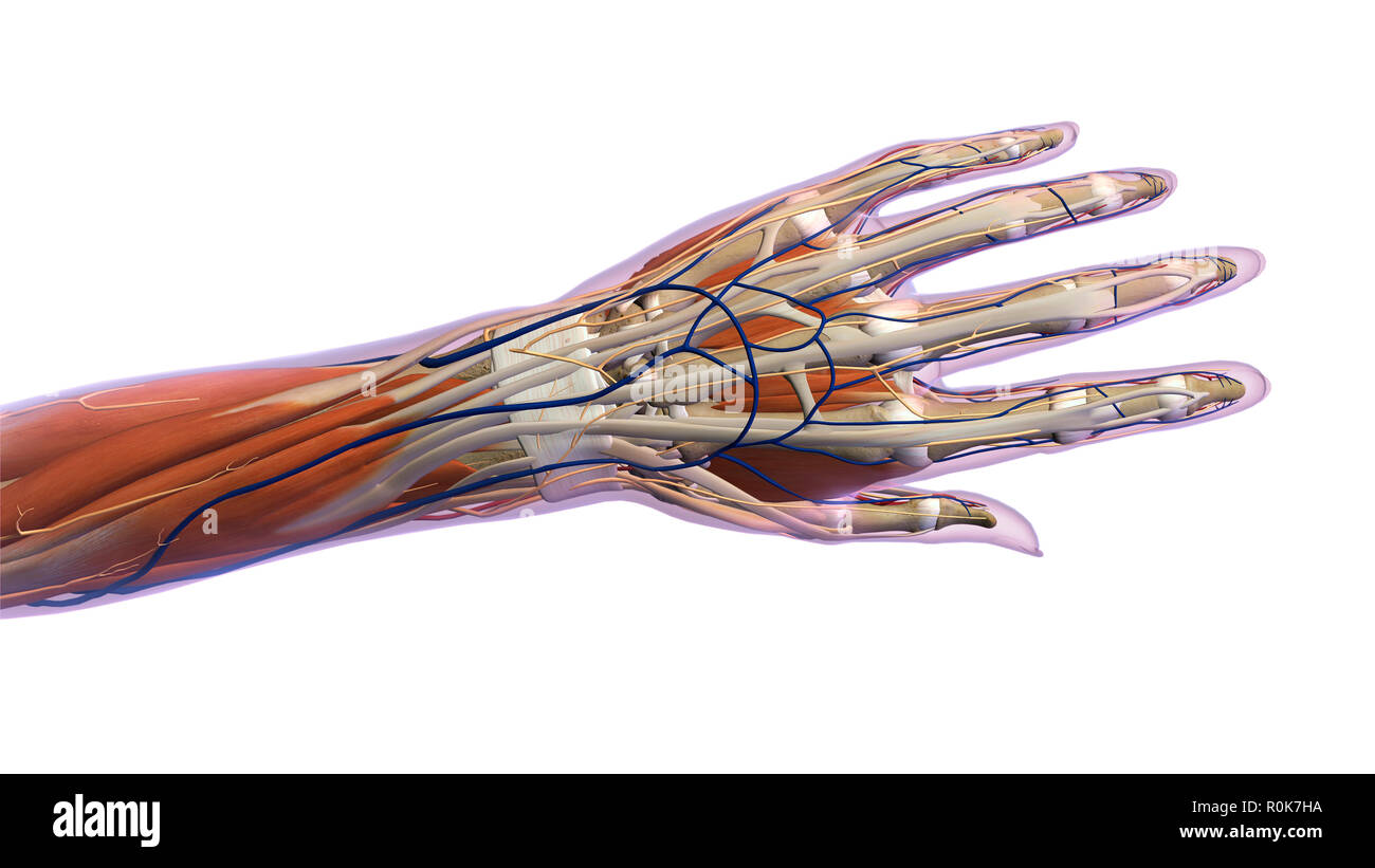 Anatomia Della Mano Umana