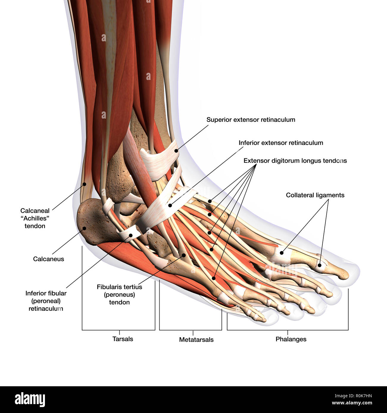 Anatomia dorsale del piede immagini e fotografie stock ad alta ...