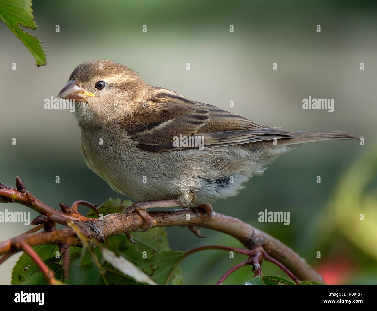 Immagini di passero domestico immagini e fotografie stock ad alta ...