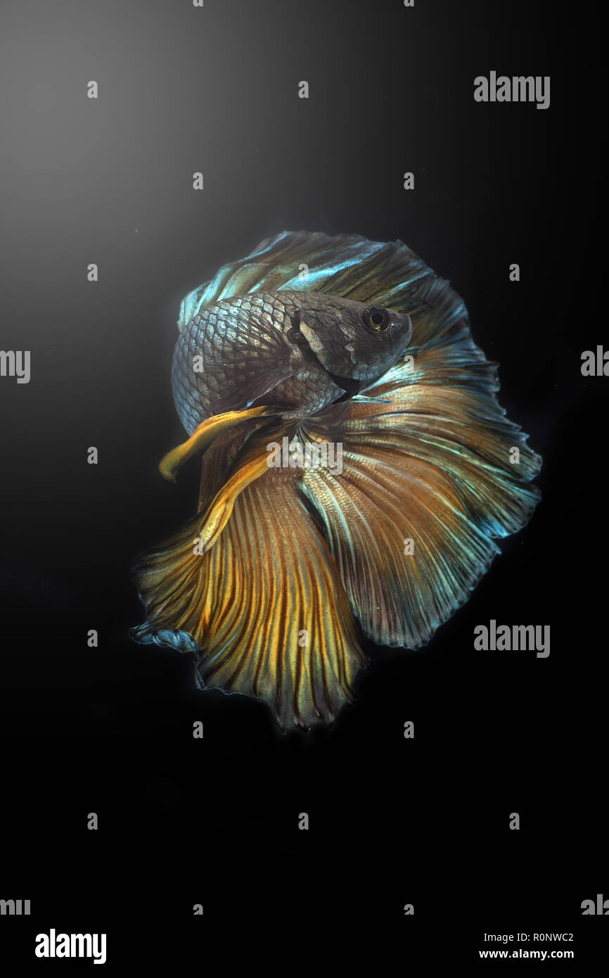 Pesce combattente dell'indonesia immagini e fotografie stock ad alta risoluzione - Alamy