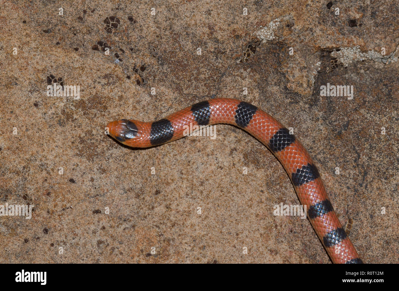 Serpente a strisce nere immagini e fotografie stock ad alta risoluzione ...