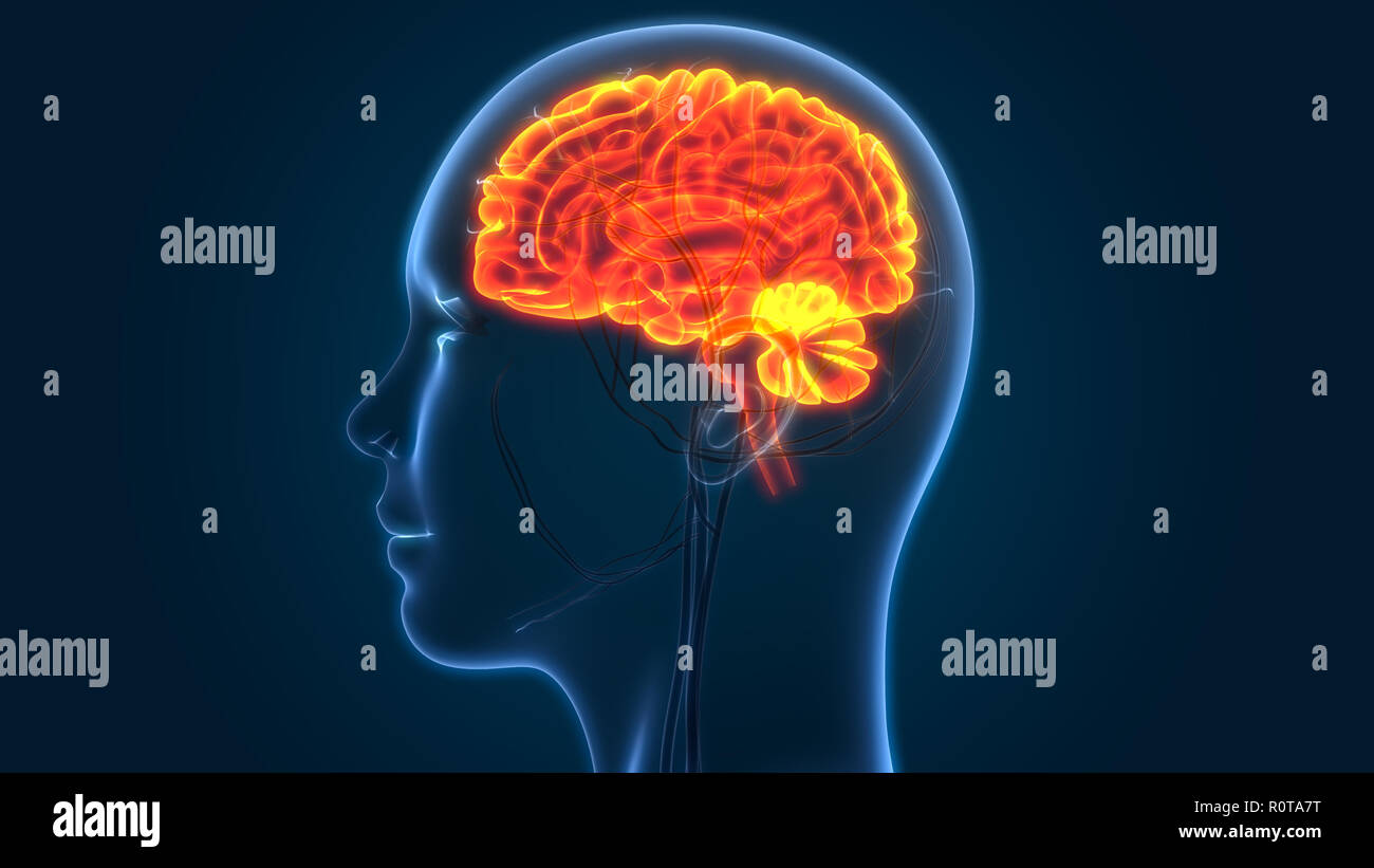 Anatomia del cervello umano immagini e fotografie stock ad alta ...