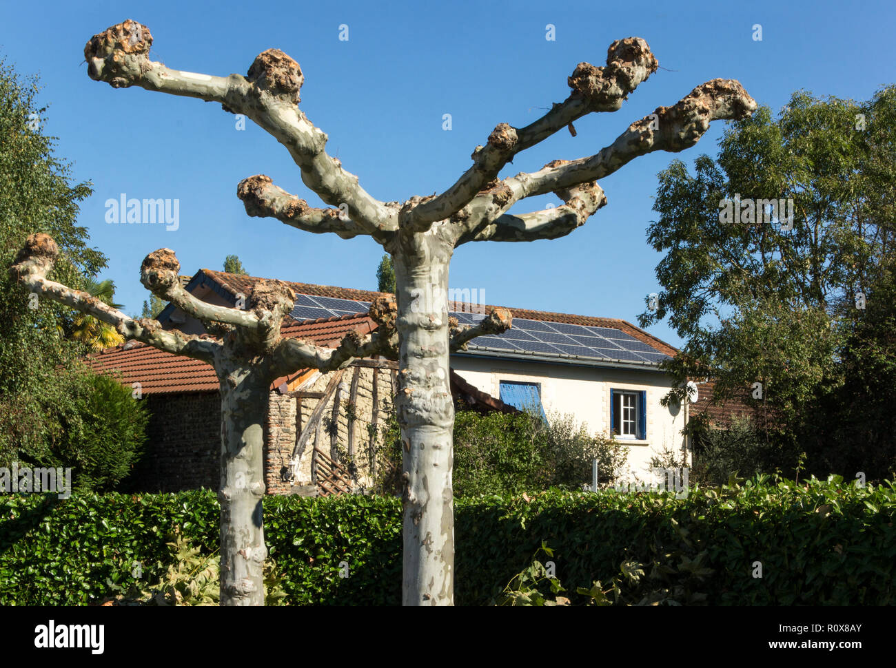 Recentemente pollarded London Plane Tree (platanus acerifolia x).nel ...