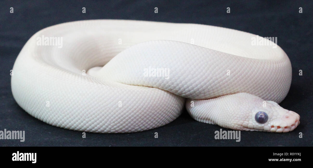 Fauna selvatica leucistica immagini e fotografie stock ad alta ...