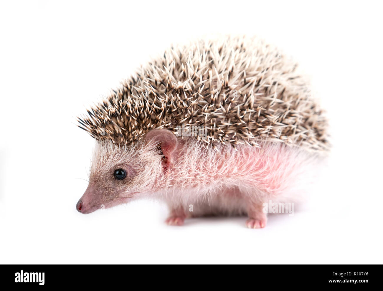African pygmy hedgehog immagini e fotografie stock ad alta risoluzione ...