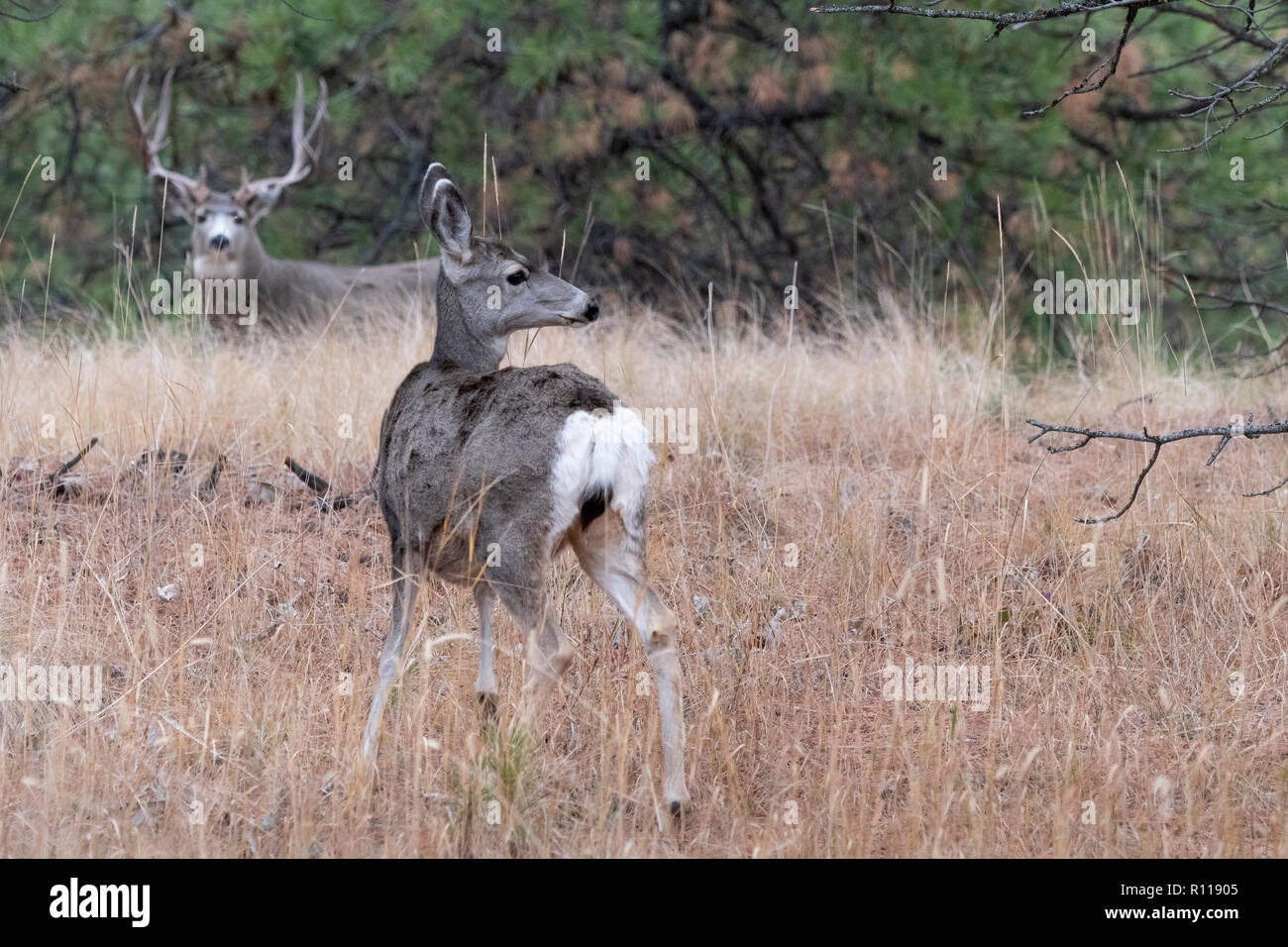 Cervo mulo femmina odocoileus hemionus immagini e fotografie stock ad ...