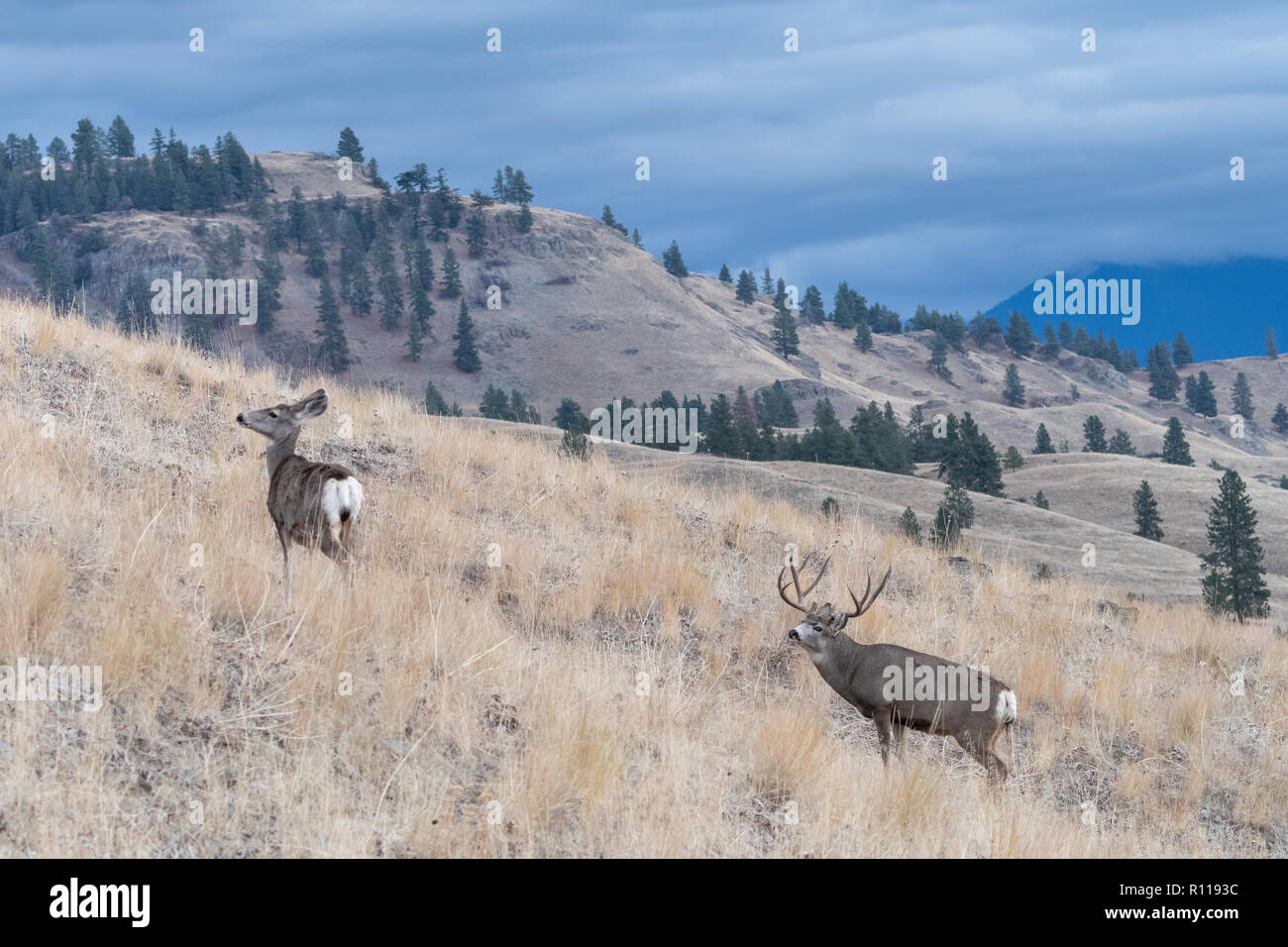 Cervo mulo femmina odocoileus hemionus immagini e fotografie stock ad ...