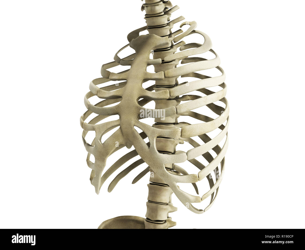 Anatomia del torace maschile immagini e fotografie stock ad alta ...
