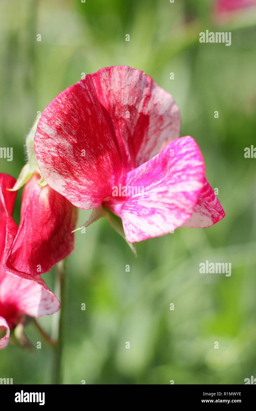 Pisello Dolce Fantasia Immagini e Fotos Stock - Alamy