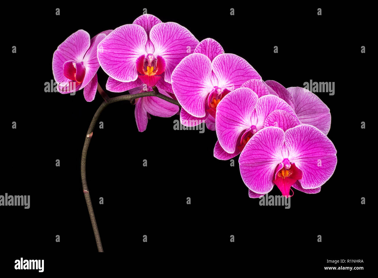Bellissimo il ramo di orchidea rosa su sfondo nero Foto stock - Alamy