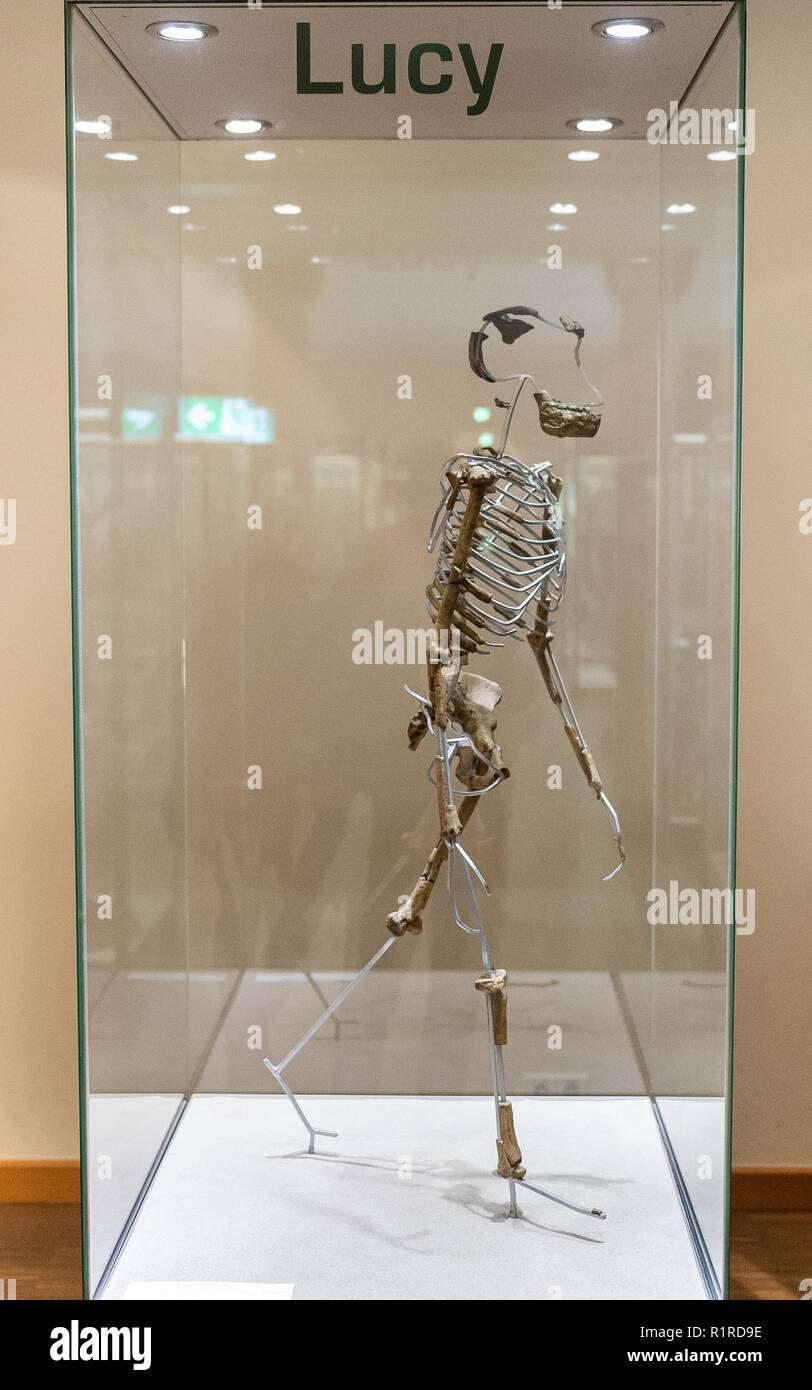 Australopithecus afarensis lucy immagini e fotografie stock ad alta ...