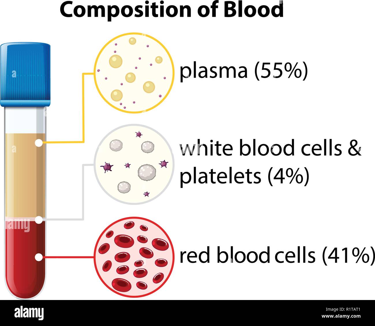 Blood cells composition Immagini Vettoriali Stock - Alamy