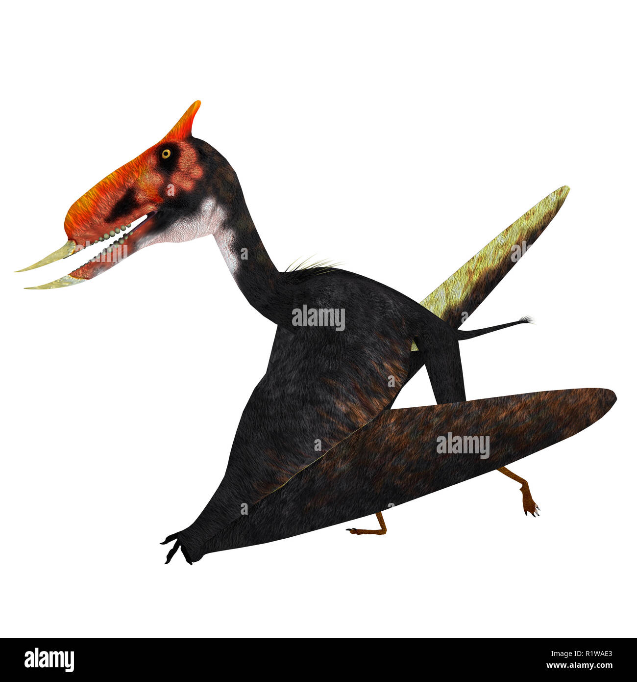 Dsungaripterus weii immagini e fotografie stock ad alta risoluzione - Alamy