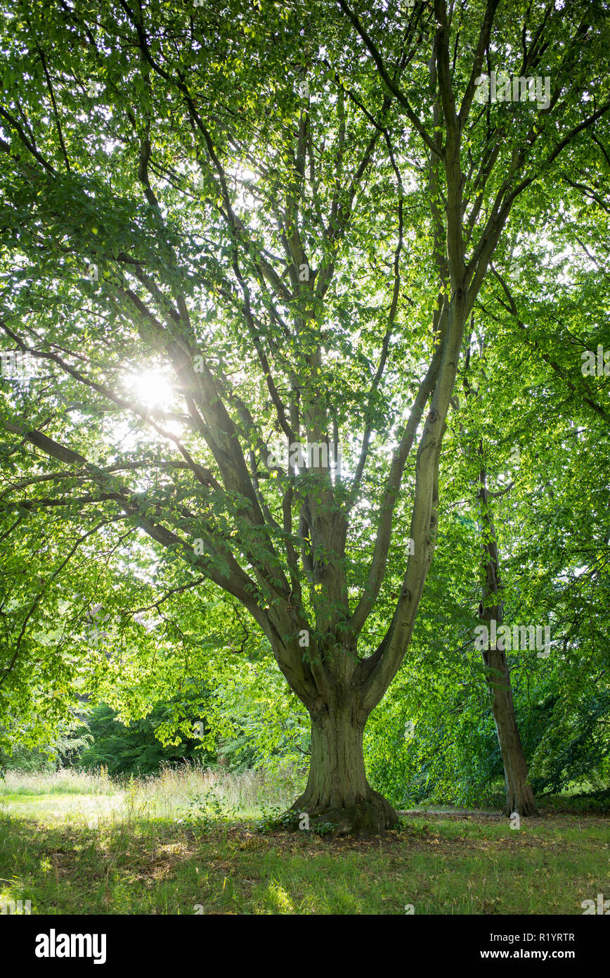 Carpinus betulus fastgiata immagini e fotografie stock ad alta ...