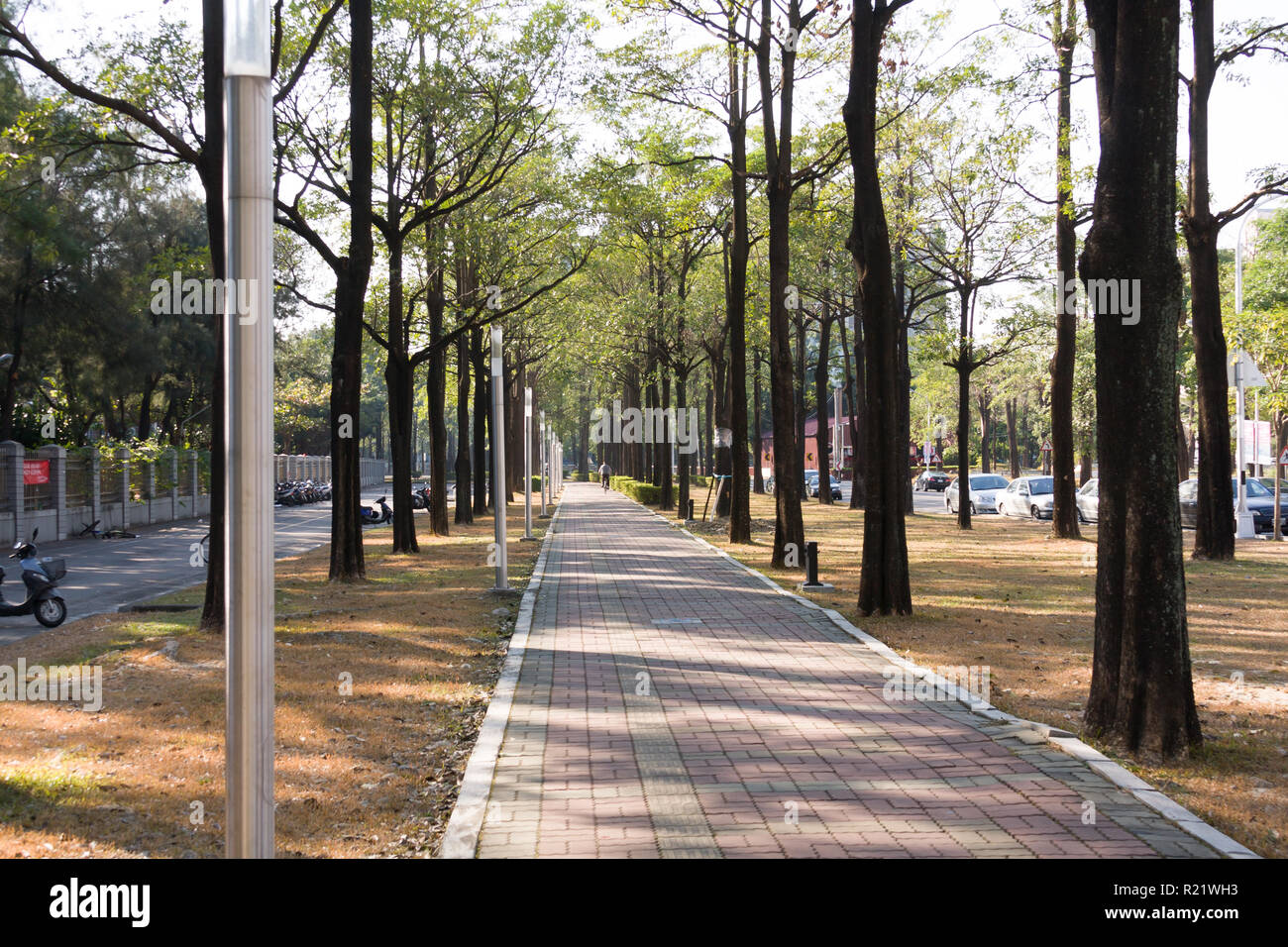 Strada con filare di alberi e pista ciclabile immagini e fotografie ...