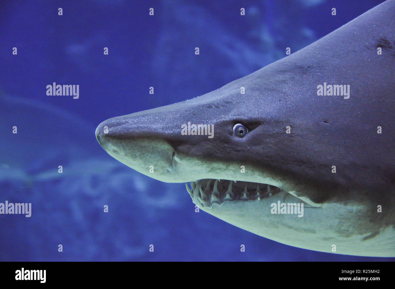 Sabbia tigre squalo carcharias taurus immagini e fotografie stock ad ...