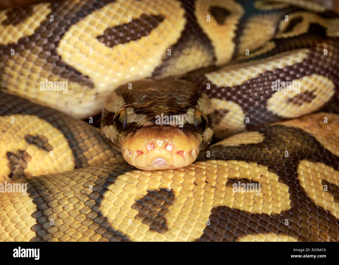 Python regius immagini e fotografie stock ad alta risoluzione - Alamy